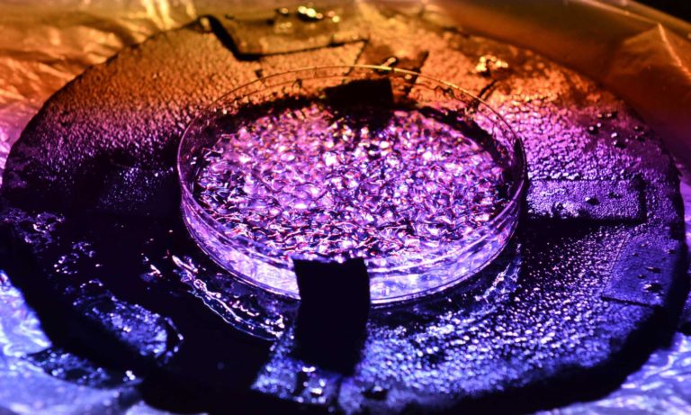 Martin Fleischmann and Stanley Pons In Their Own Words – COLD FUSION NOW!